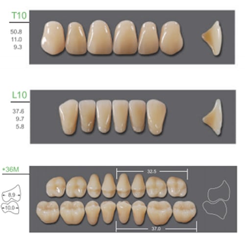 Huge Kaili Synthetic Polymer Denture Teeth T10/L10/36M Shade B2 4 Full ...